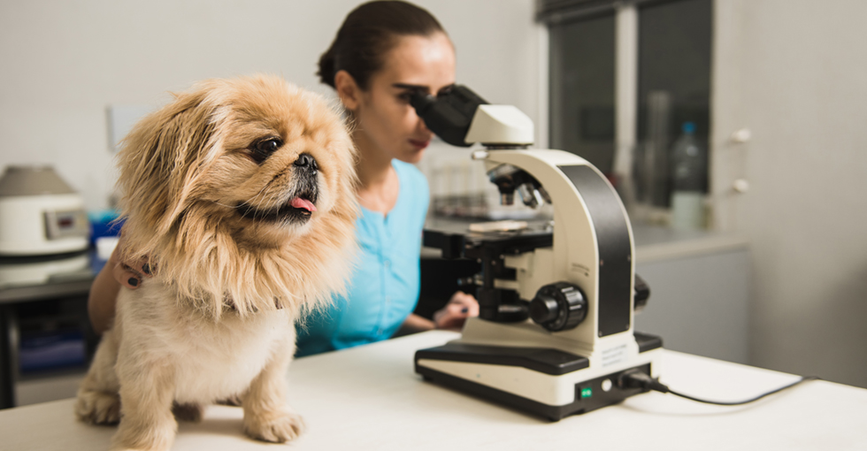 The Importance of Testing